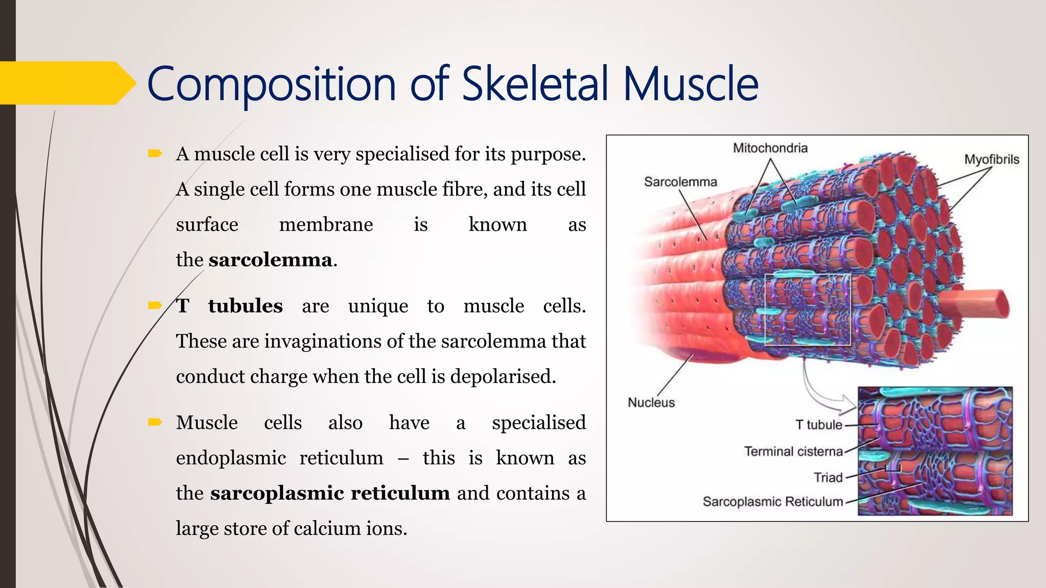 Muscle physiology ,types of muscles: striated ,non striated and cardiac ...