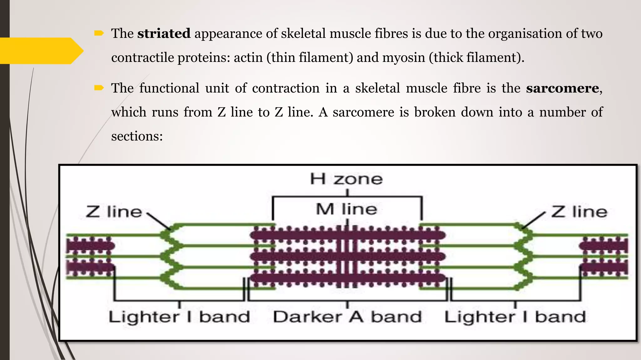 Muscle physiology ,types of muscles: striated ,non striated and cardiac ...