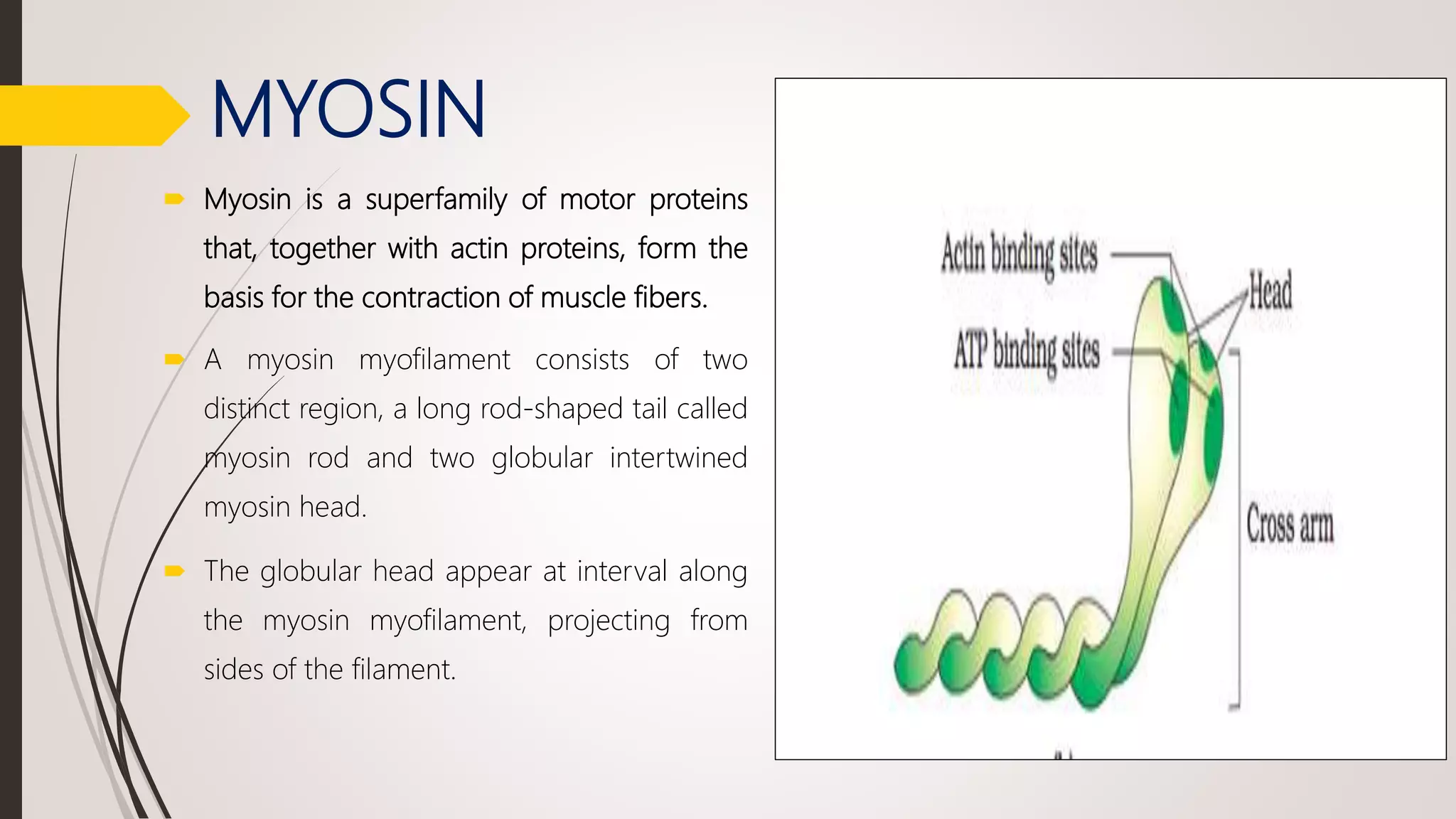 Muscle physiology ,types of muscles: striated ,non striated and cardiac ...