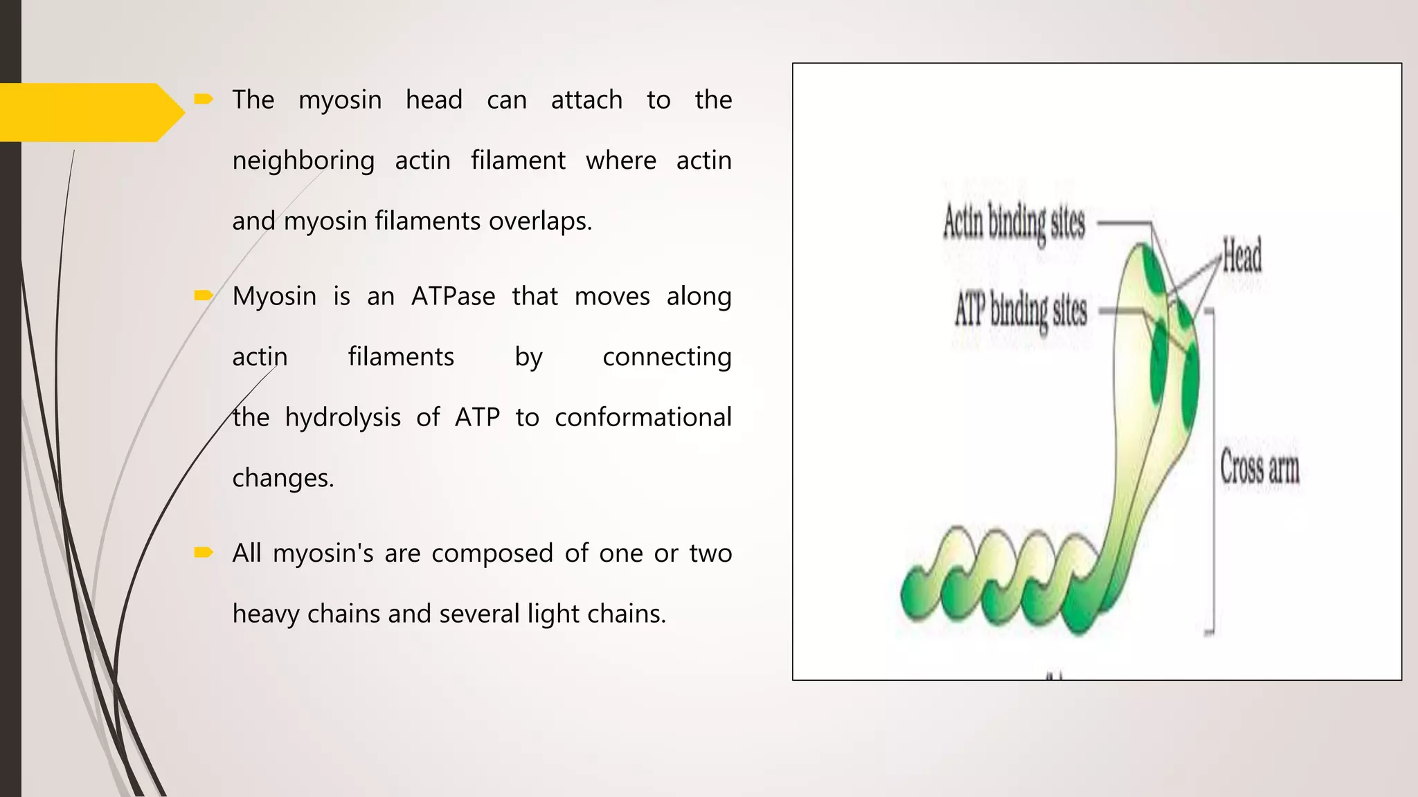 Muscle physiology ,types of muscles: striated ,non striated and cardiac ...