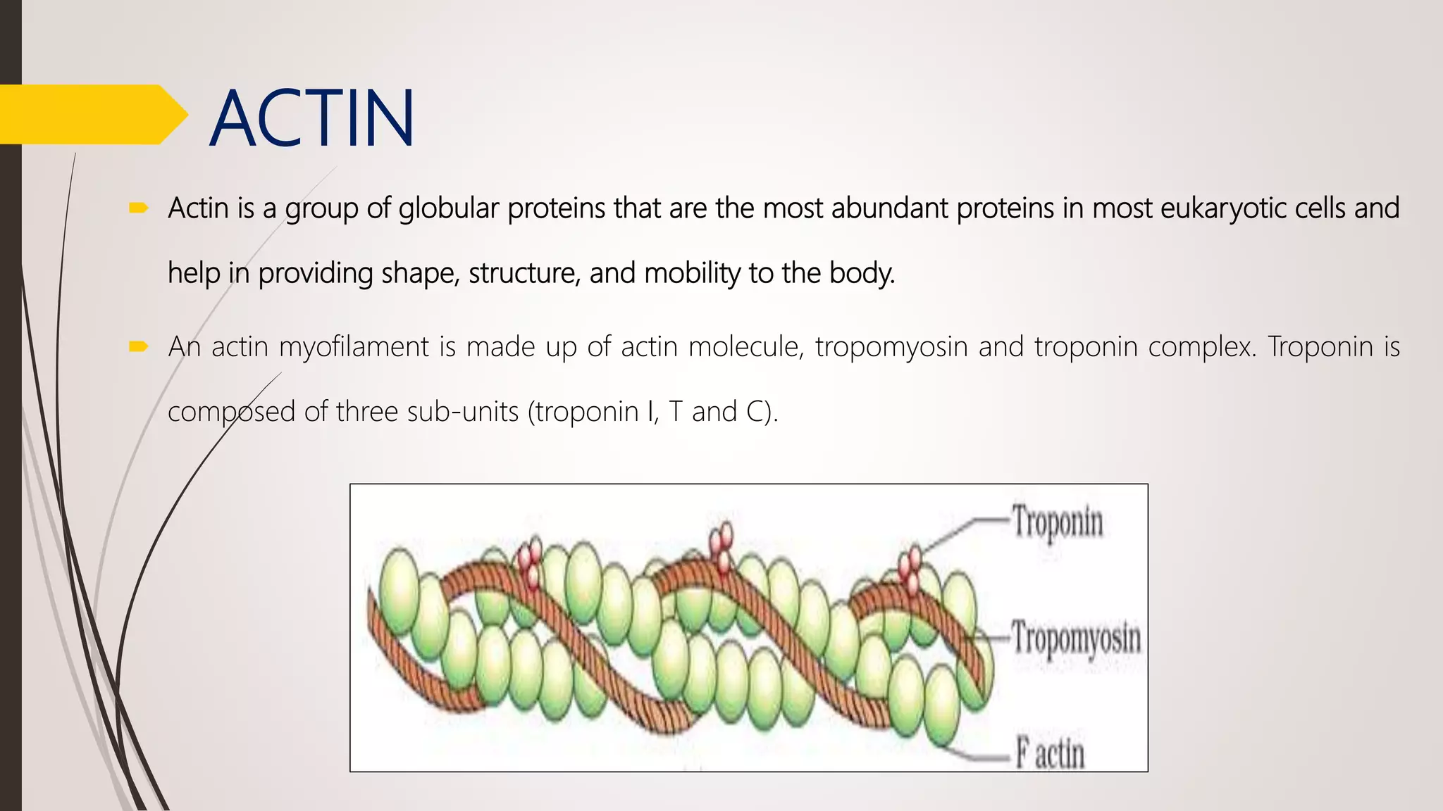 Muscle physiology ,types of muscles: striated ,non striated and cardiac ...