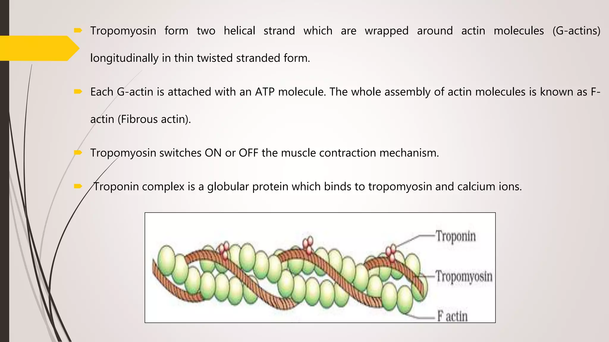 Muscle physiology ,types of muscles: striated ,non striated and cardiac ...