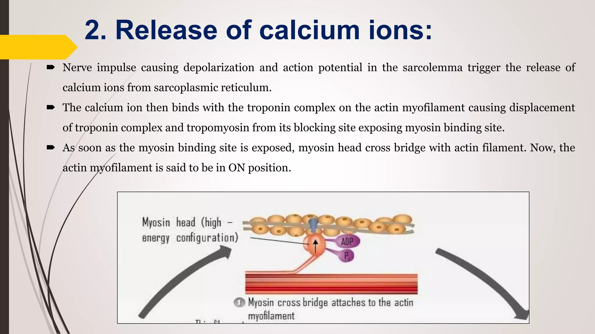 Muscle physiology ,types of muscles: striated ,non striated and cardiac ...