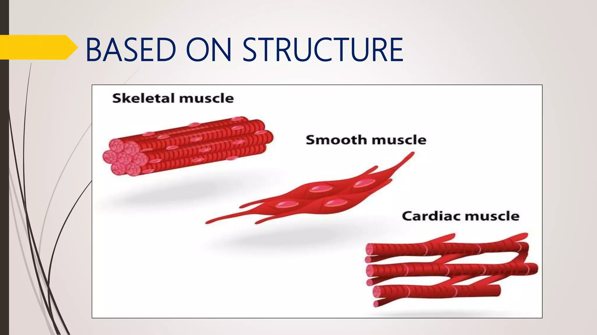 Muscle physiology ,types of muscles: striated ,non striated and cardiac ...