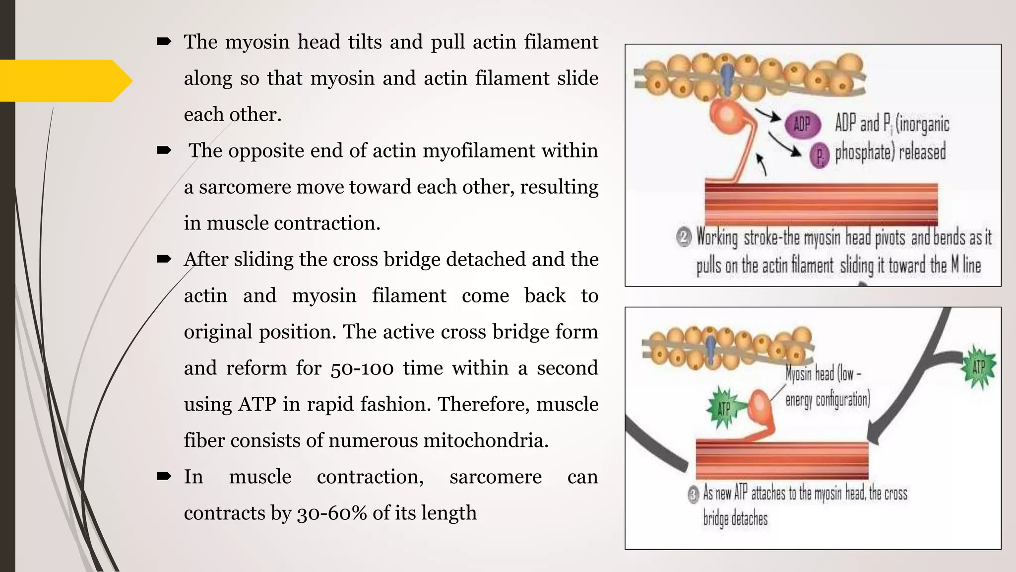 Muscle physiology ,types of muscles: striated ,non striated and cardiac ...