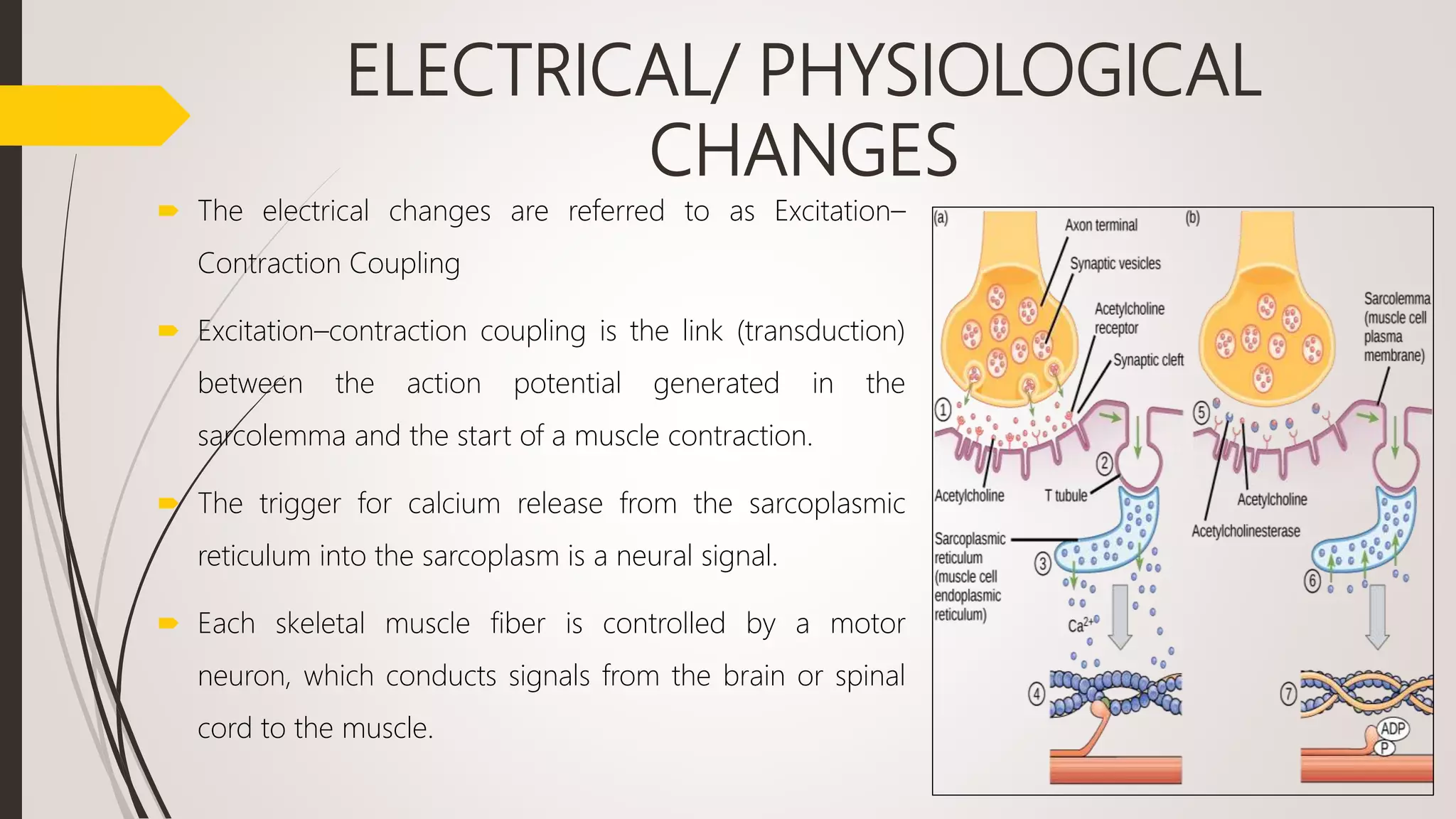 Muscle physiology ,types of muscles: striated ,non striated and cardiac ...