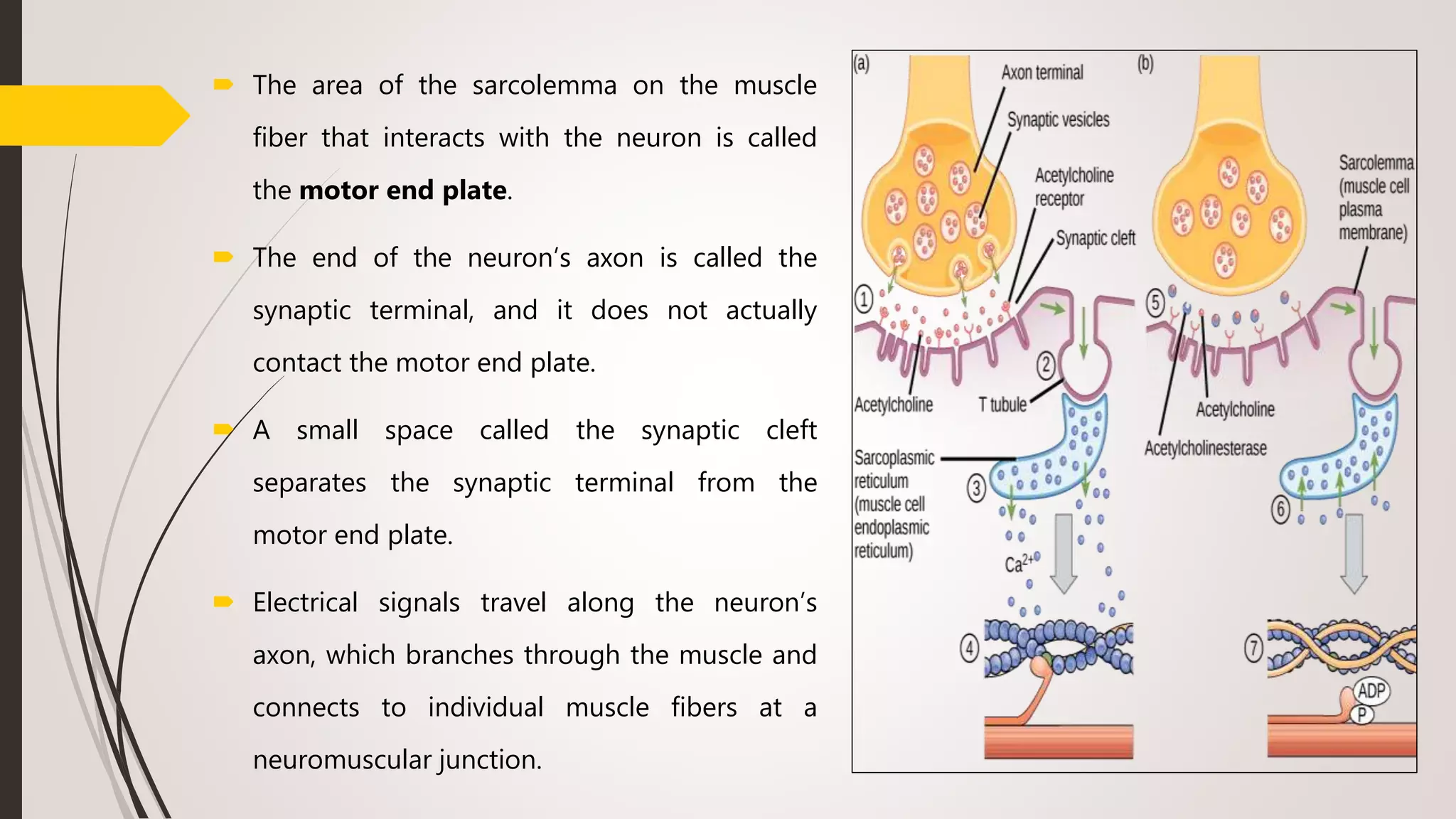 Muscle physiology ,types of muscles: striated ,non striated and cardiac ...