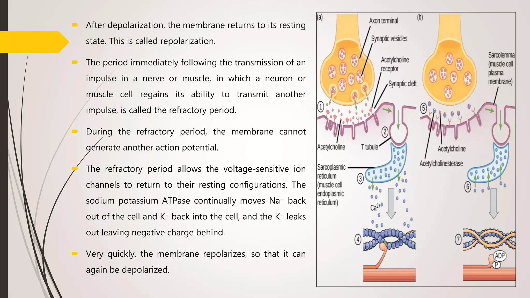 Muscle physiology ,types of muscles: striated ,non striated and cardiac ...