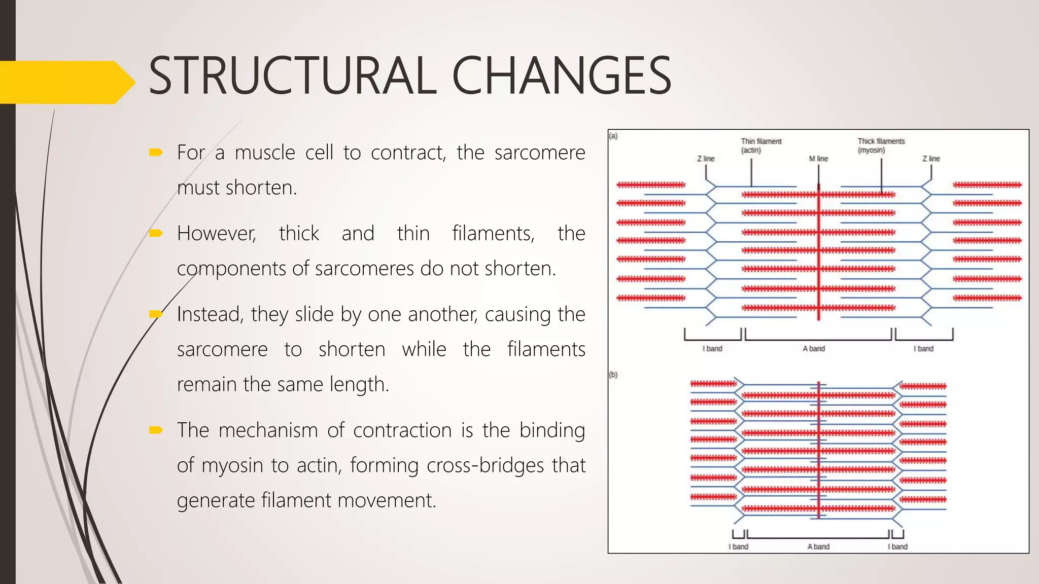 Muscle physiology ,types of muscles: striated ,non striated and cardiac ...
