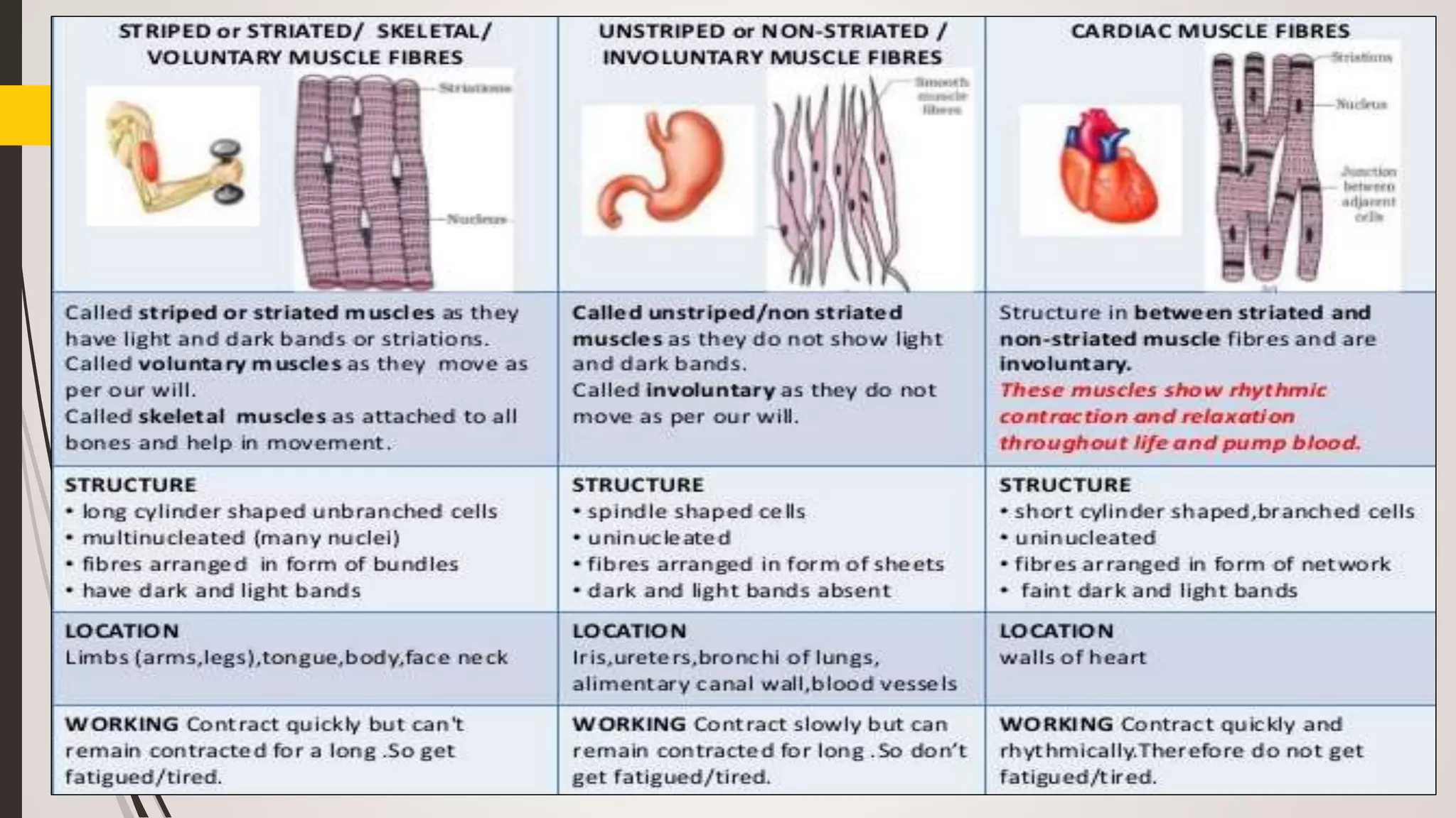 Muscle physiology ,types of muscles: striated ,non striated and cardiac ...