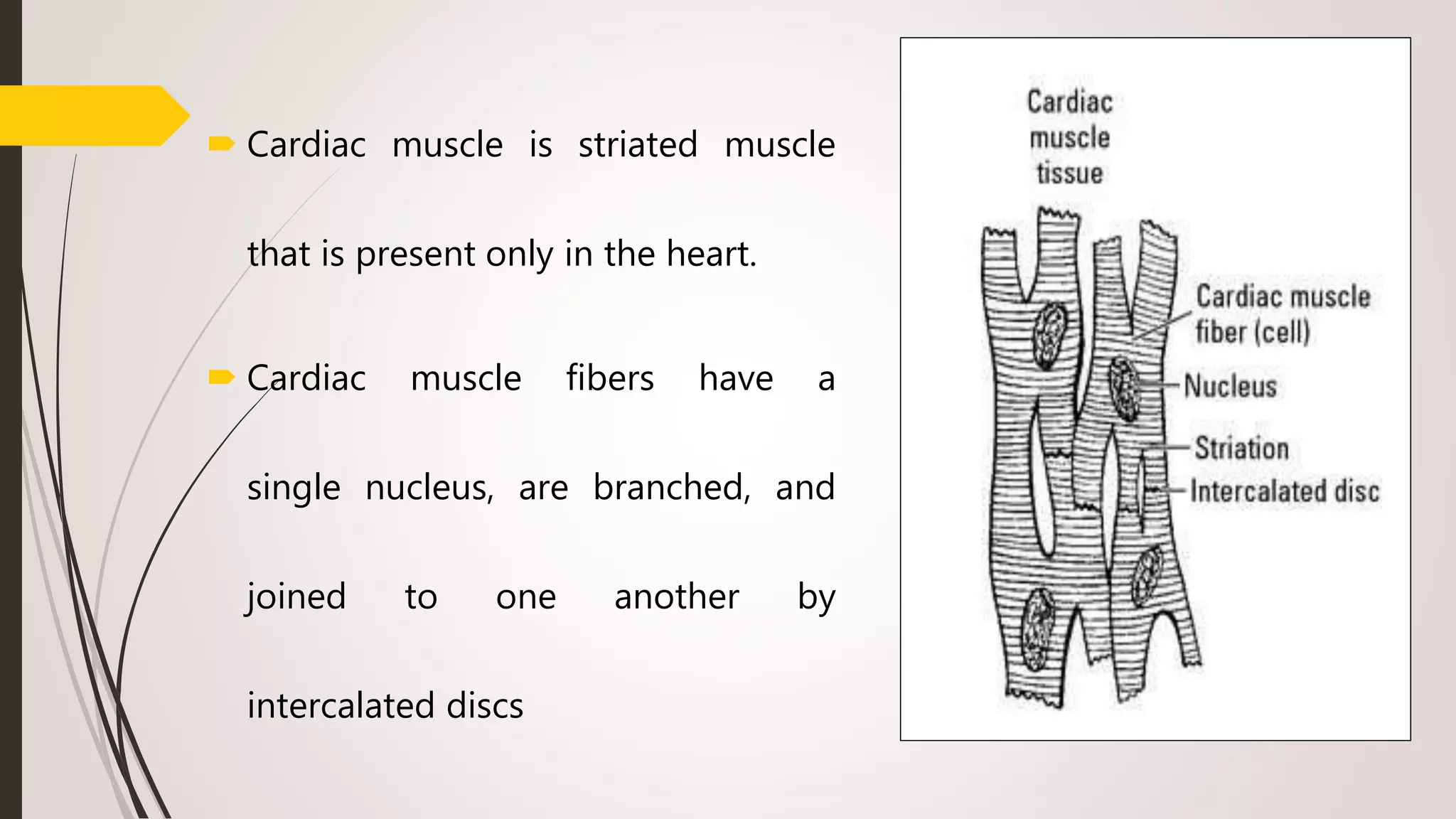 Muscle physiology ,types of muscles: striated ,non striated and cardiac ...
