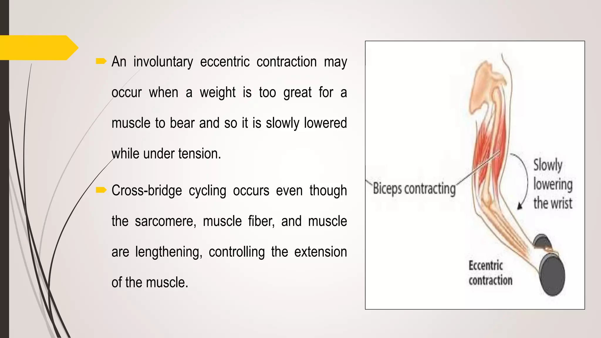 Muscle physiology ,types of muscles: striated ,non striated and cardiac ...