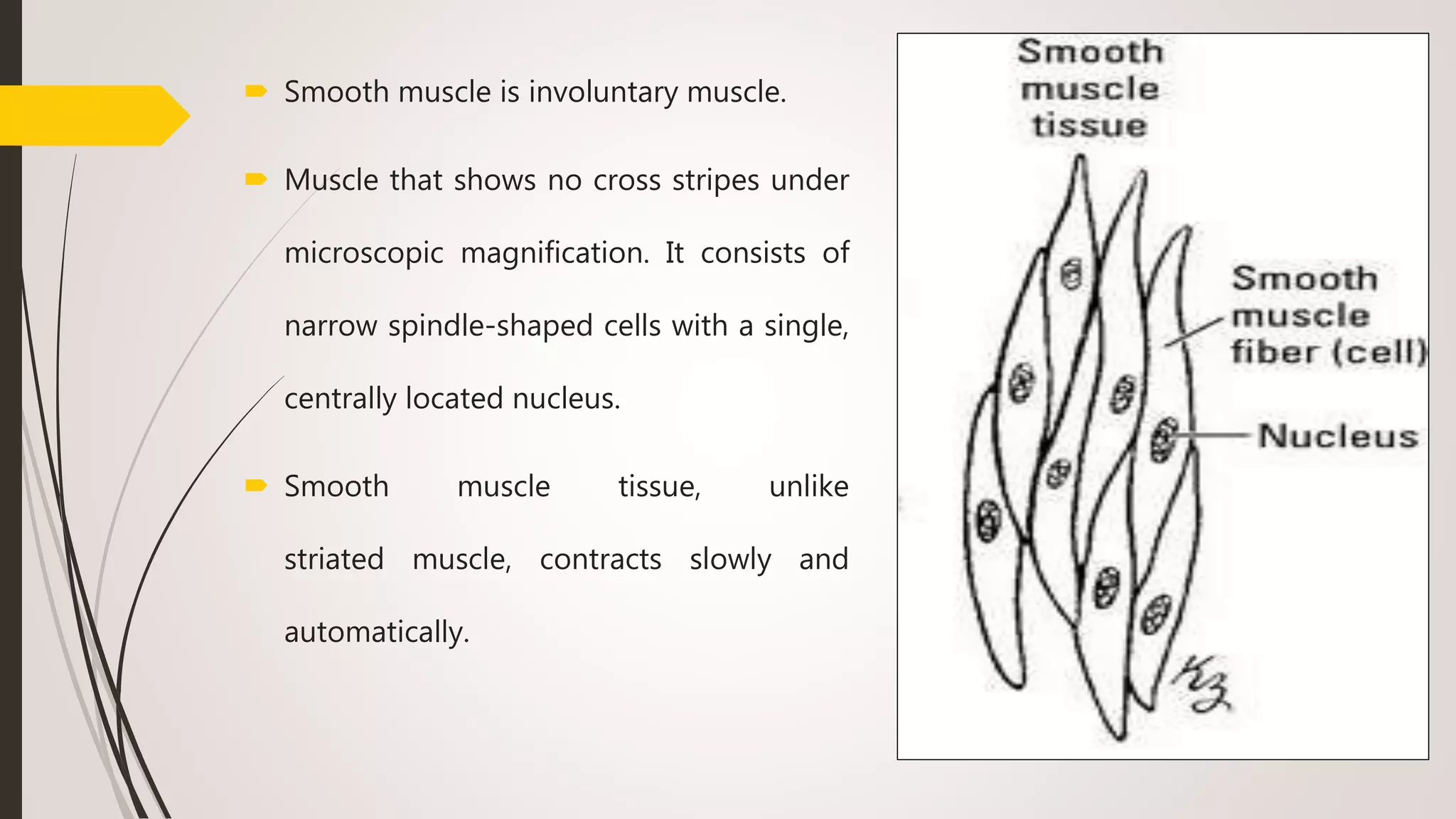Muscle physiology ,types of muscles: striated ,non striated and cardiac ...
