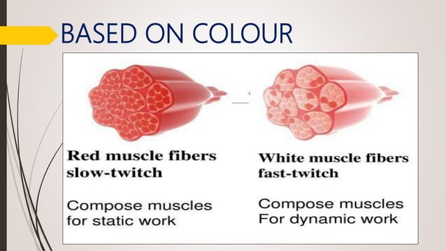 Muscle physiology ,types of muscles: striated ,non striated and cardiac ...