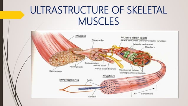 Muscle physiology ,types of muscles: striated ,non striated and cardiac ...