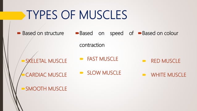 Muscle physiology ,types of muscles: striated ,non striated and cardiac ...