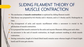 Muscle physiology ,types of muscles: striated ,non striated and cardiac ...