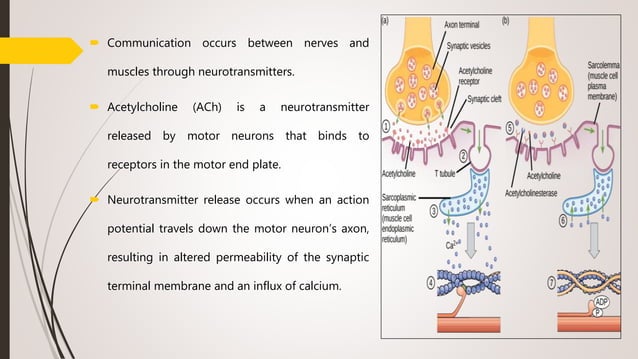 Muscle physiology ,types of muscles: striated ,non striated and cardiac ...