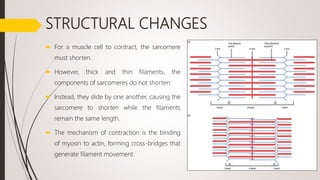 Muscle physiology ,types of muscles: striated ,non striated and cardiac ...