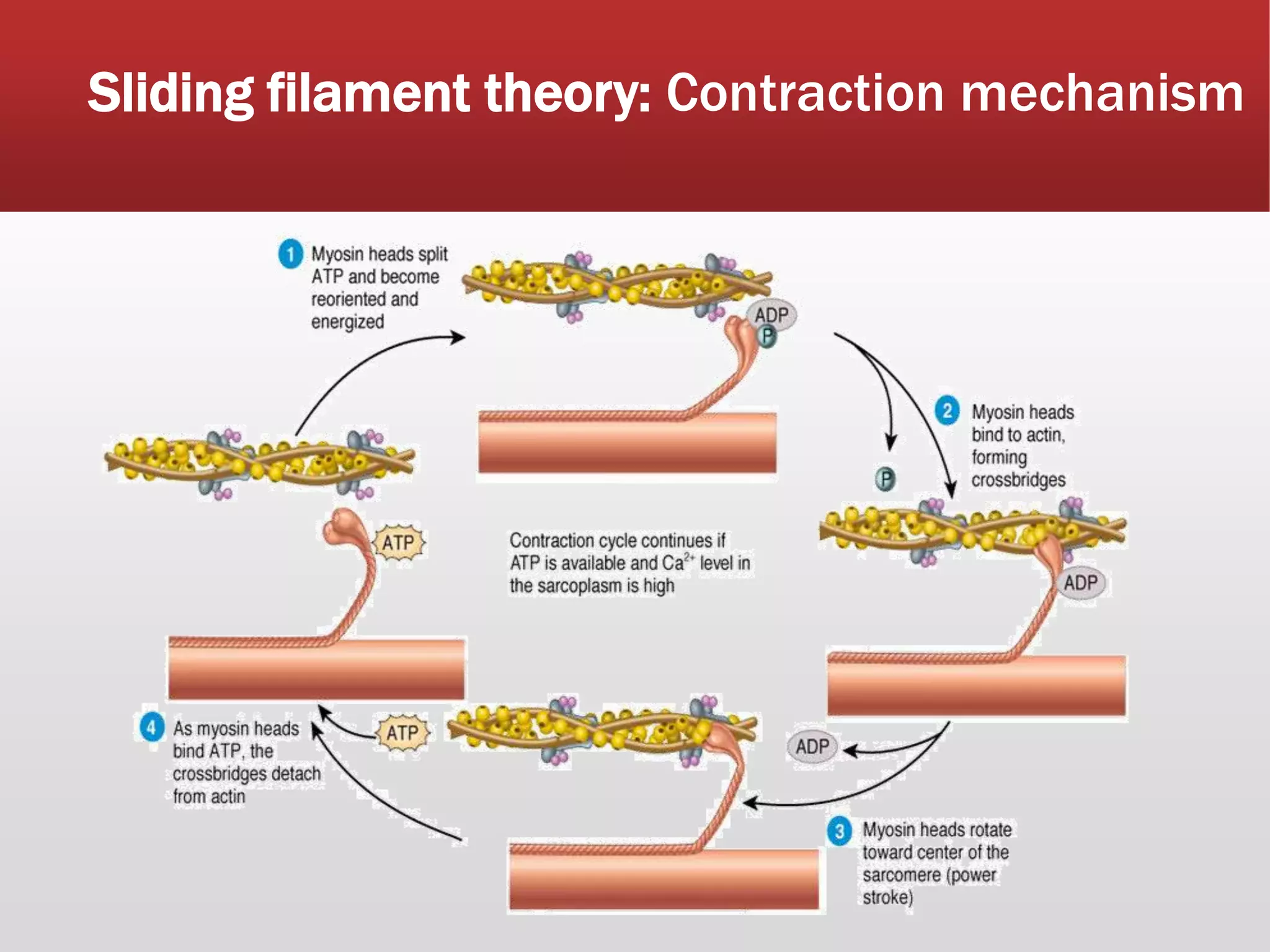 Muscle physiology| Muscle Contraction Mechanism | | PPTX