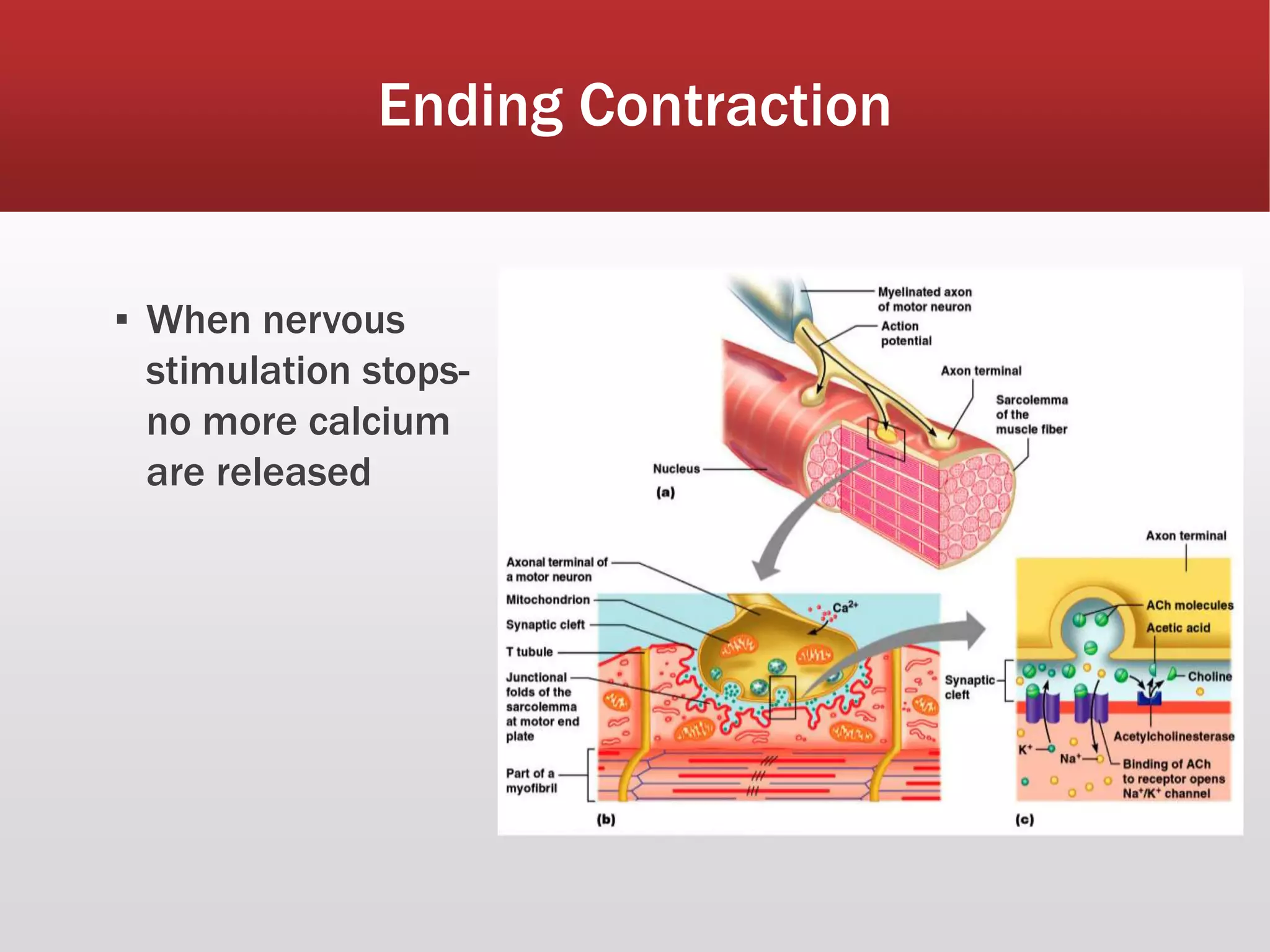 Muscle physiology| Muscle Contraction Mechanism | | PPTX