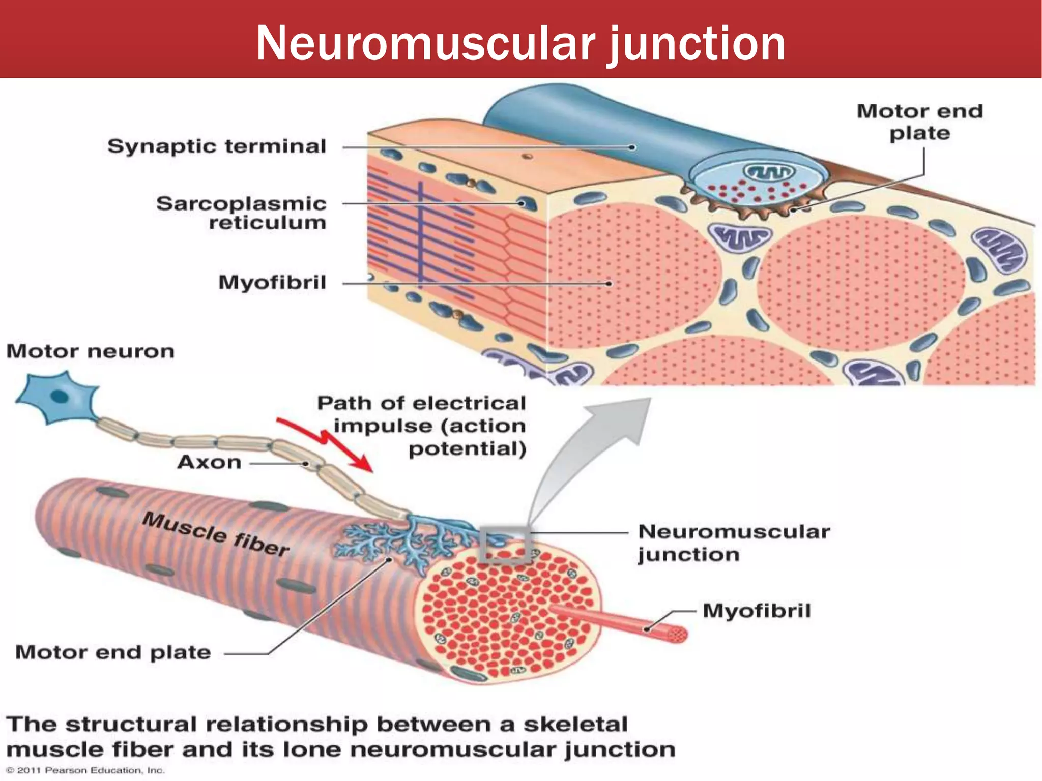 Muscle physiology| Muscle Contraction Mechanism | | PPTX
