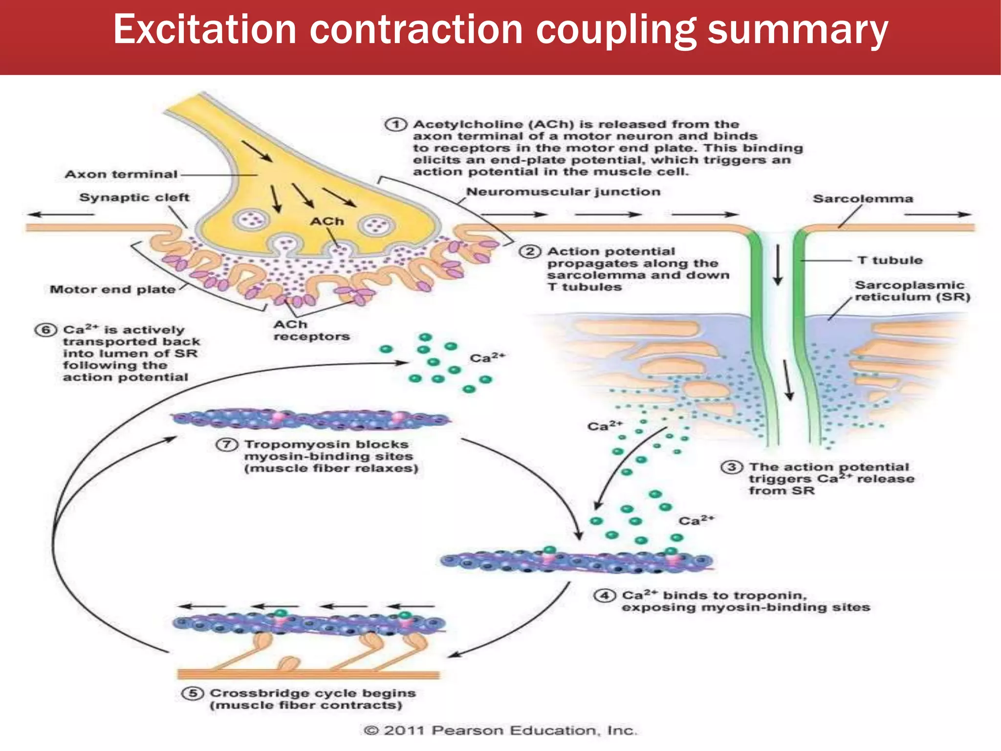 Muscle physiology| Muscle Contraction Mechanism | | PPTX