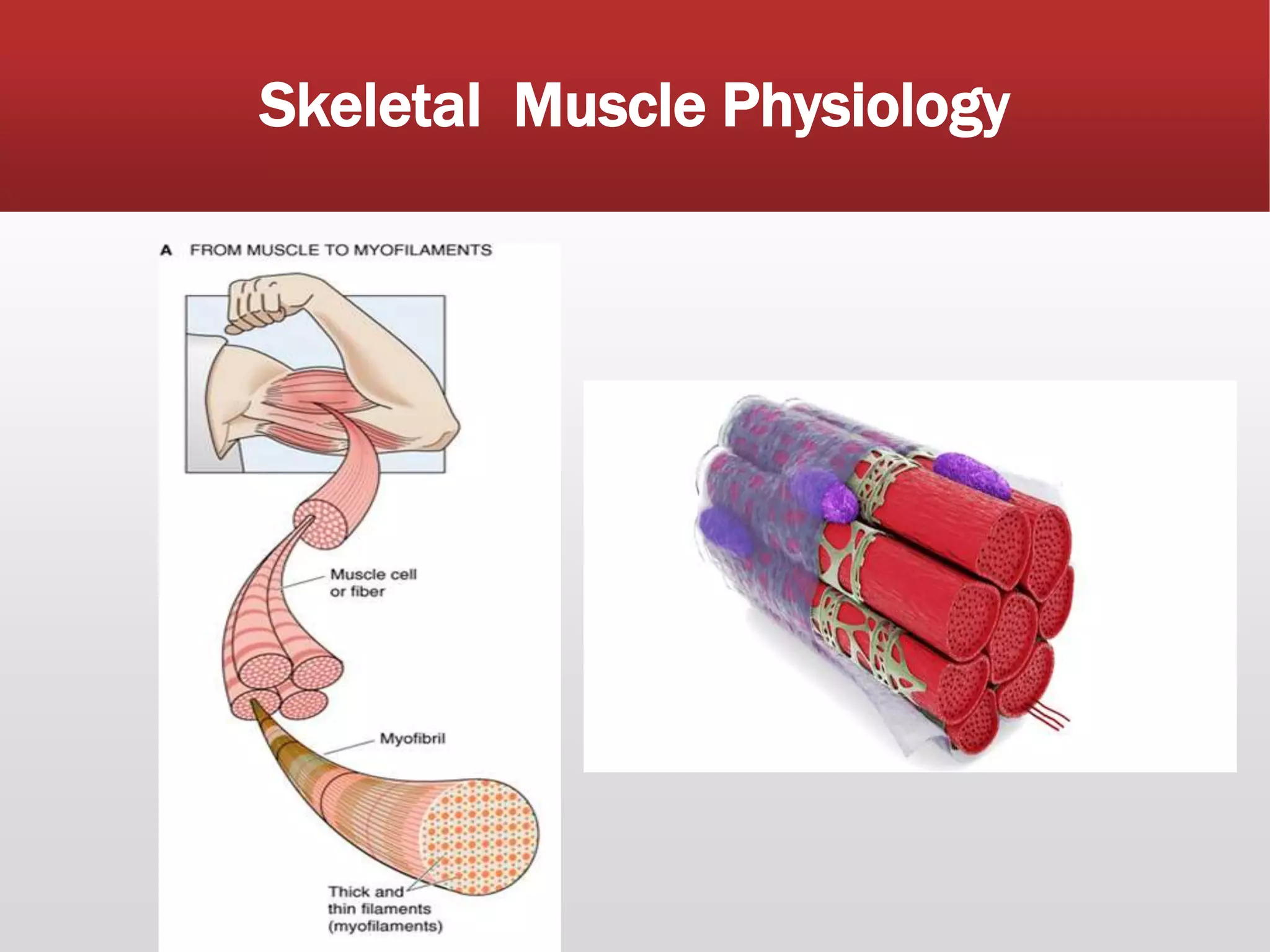 Muscle physiology| Muscle Contraction Mechanism | | PPTX