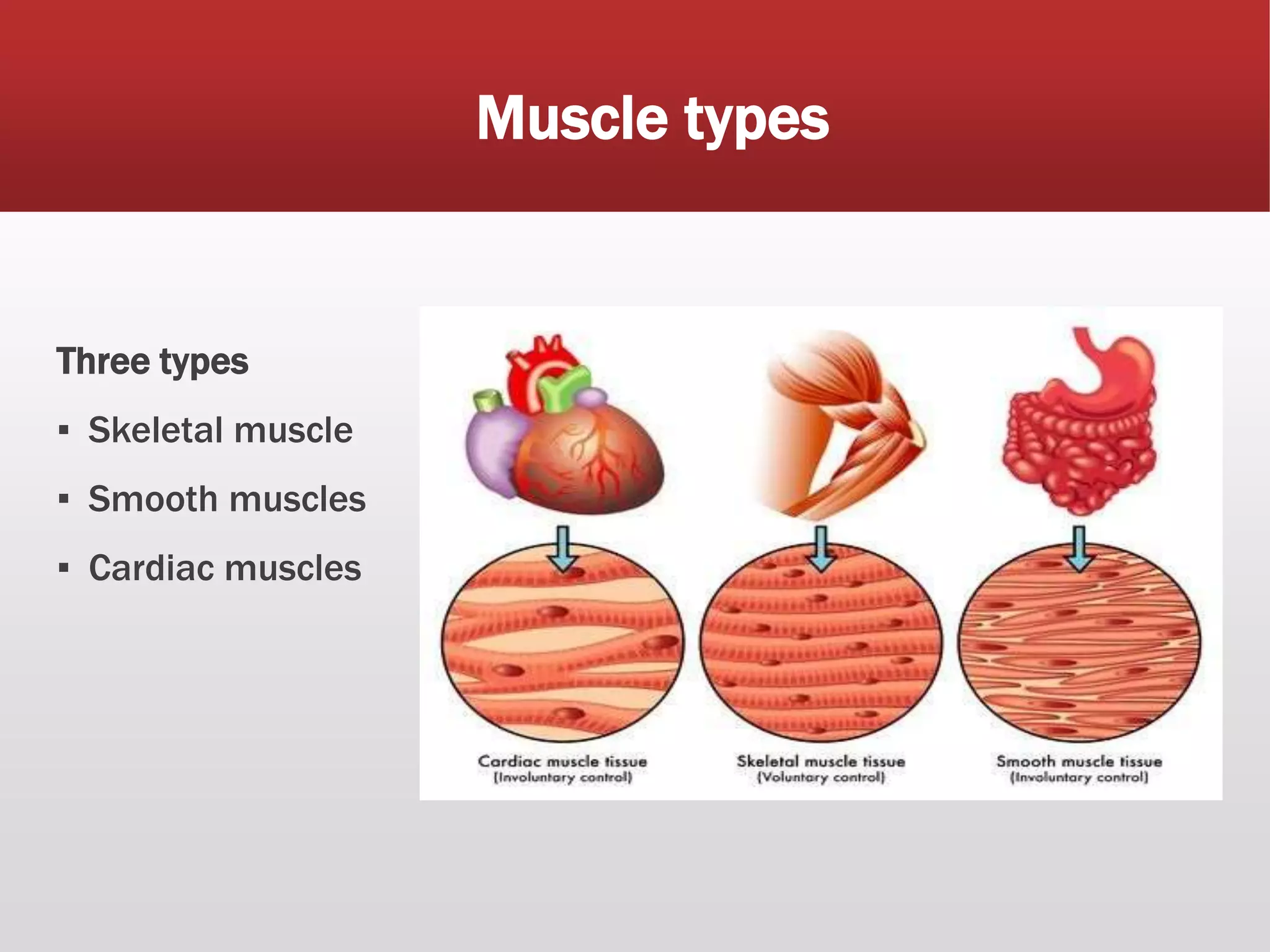 Muscle physiology| Muscle Contraction Mechanism | | PPTX