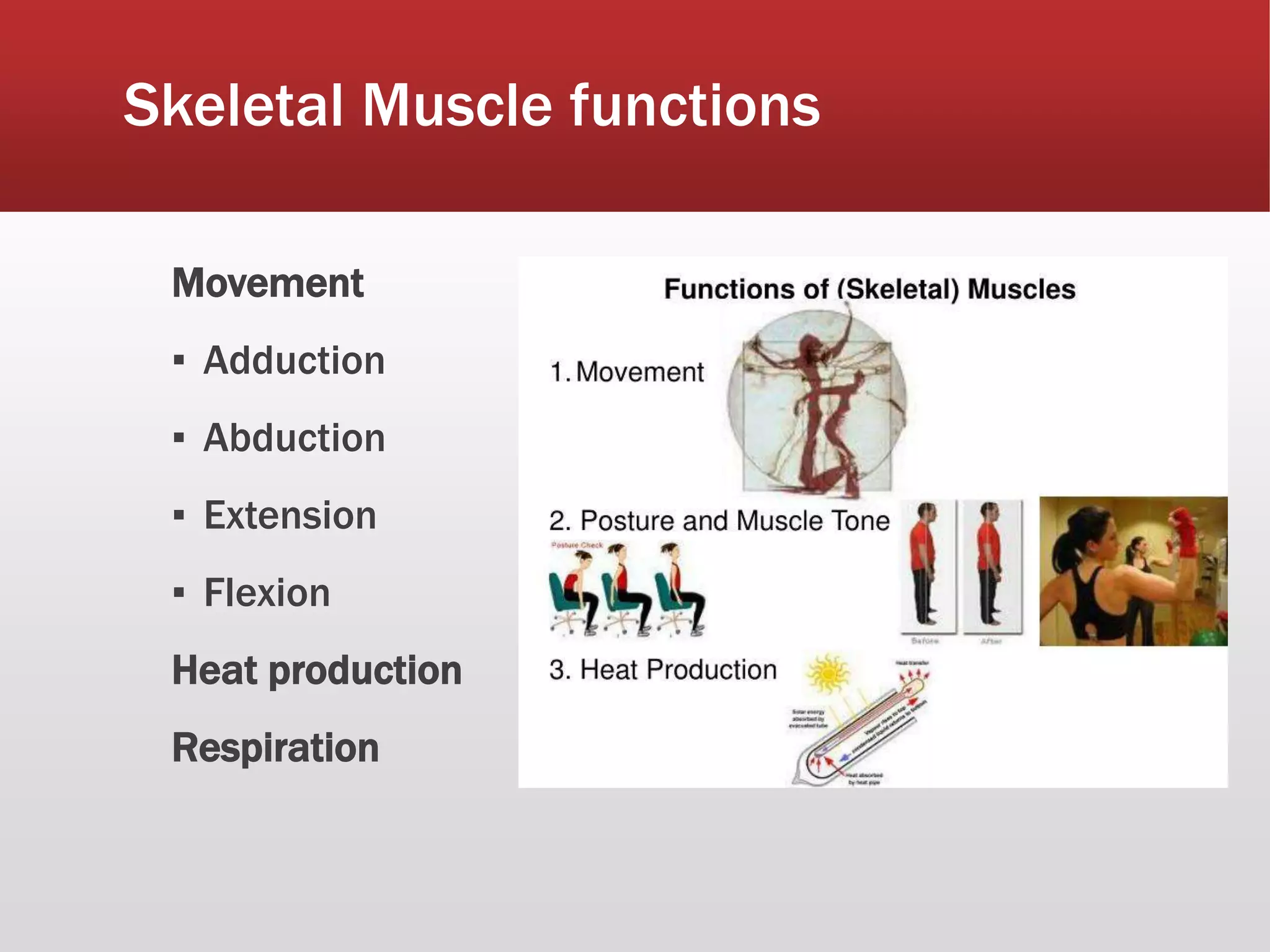 Muscle physiology| Muscle Contraction Mechanism | | PPTX