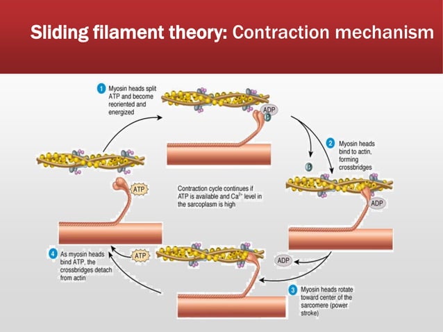 Muscle physiology| Muscle Contraction Mechanism | | PPTX | Internet ...