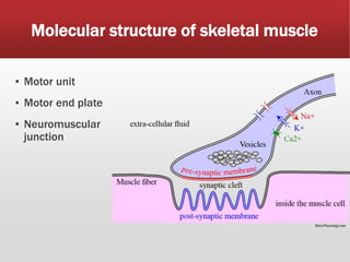 Muscle physiology| Muscle Contraction Mechanism | | PPTX
