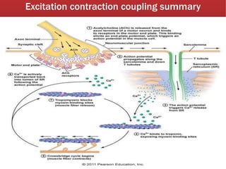Muscle physiology| Muscle Contraction Mechanism | | PPTX