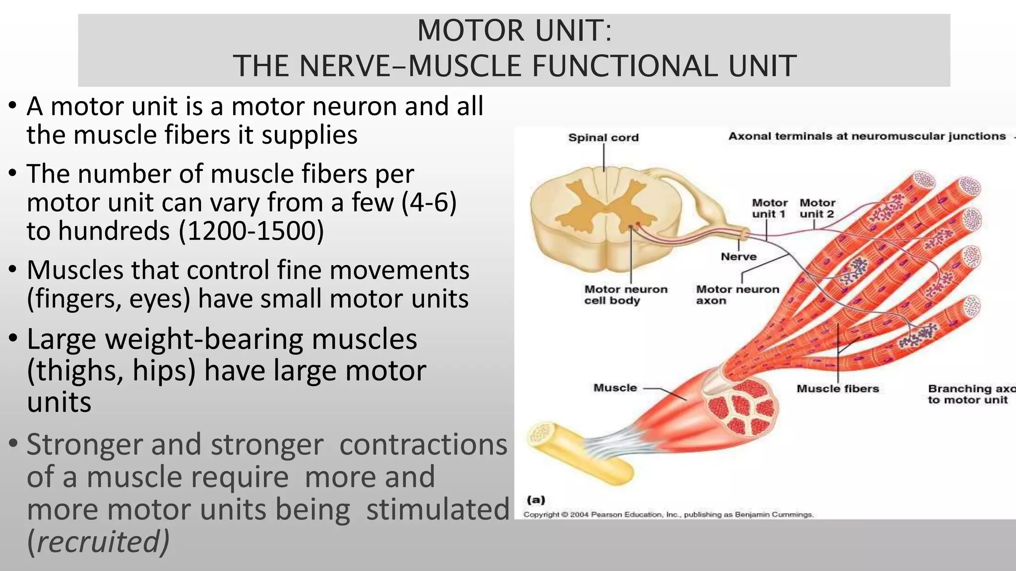 Muscle physiology | PPTX