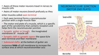 Muscle physiology | PPTX