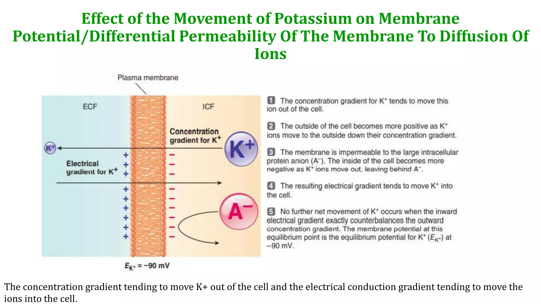 Muscle Physiology.pptx