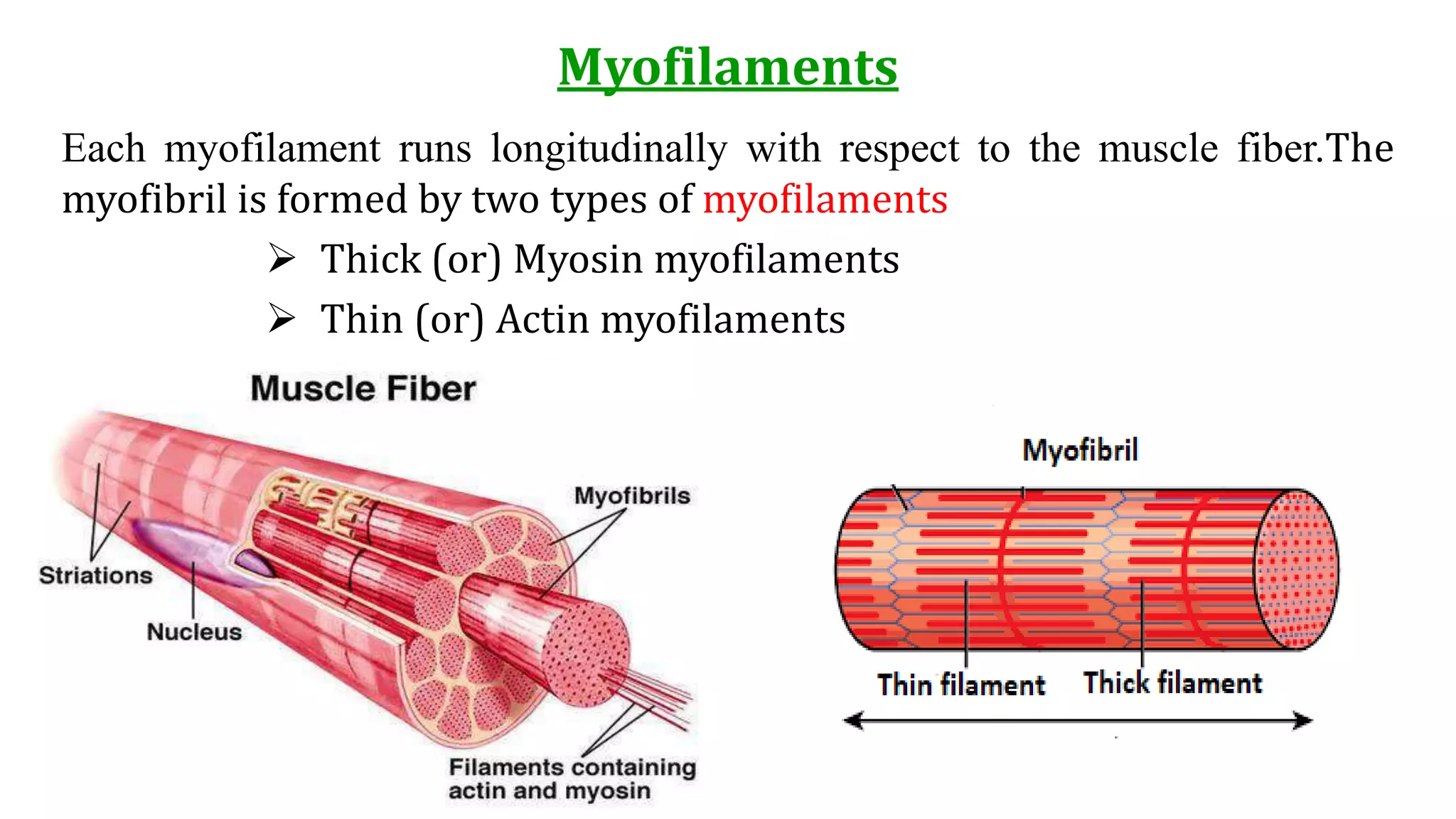 Muscle Physiology.pptx