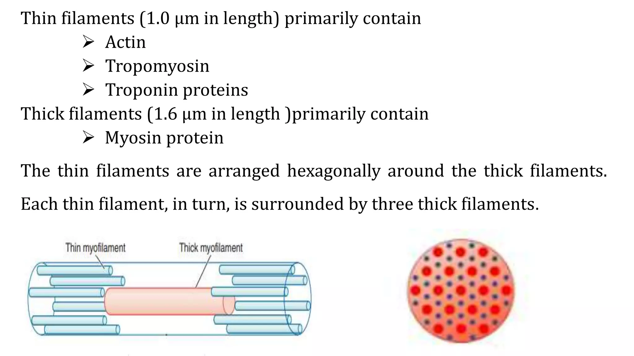 Muscle Physiology.pptx