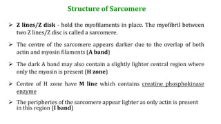 Muscle Physiology.pptx