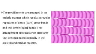 Muscle Physiology.pptx