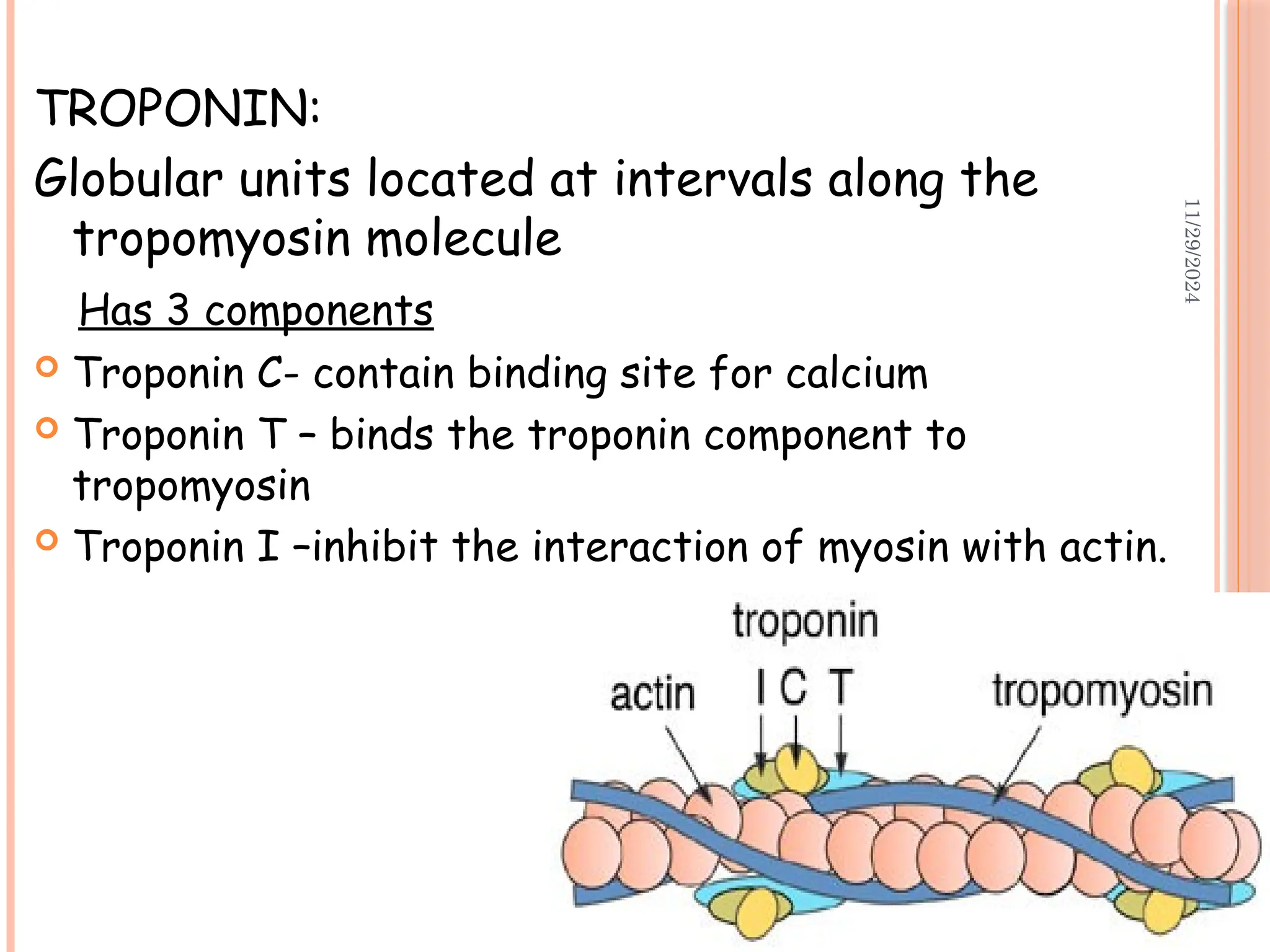 Muscle physiology power point presenation.pptx