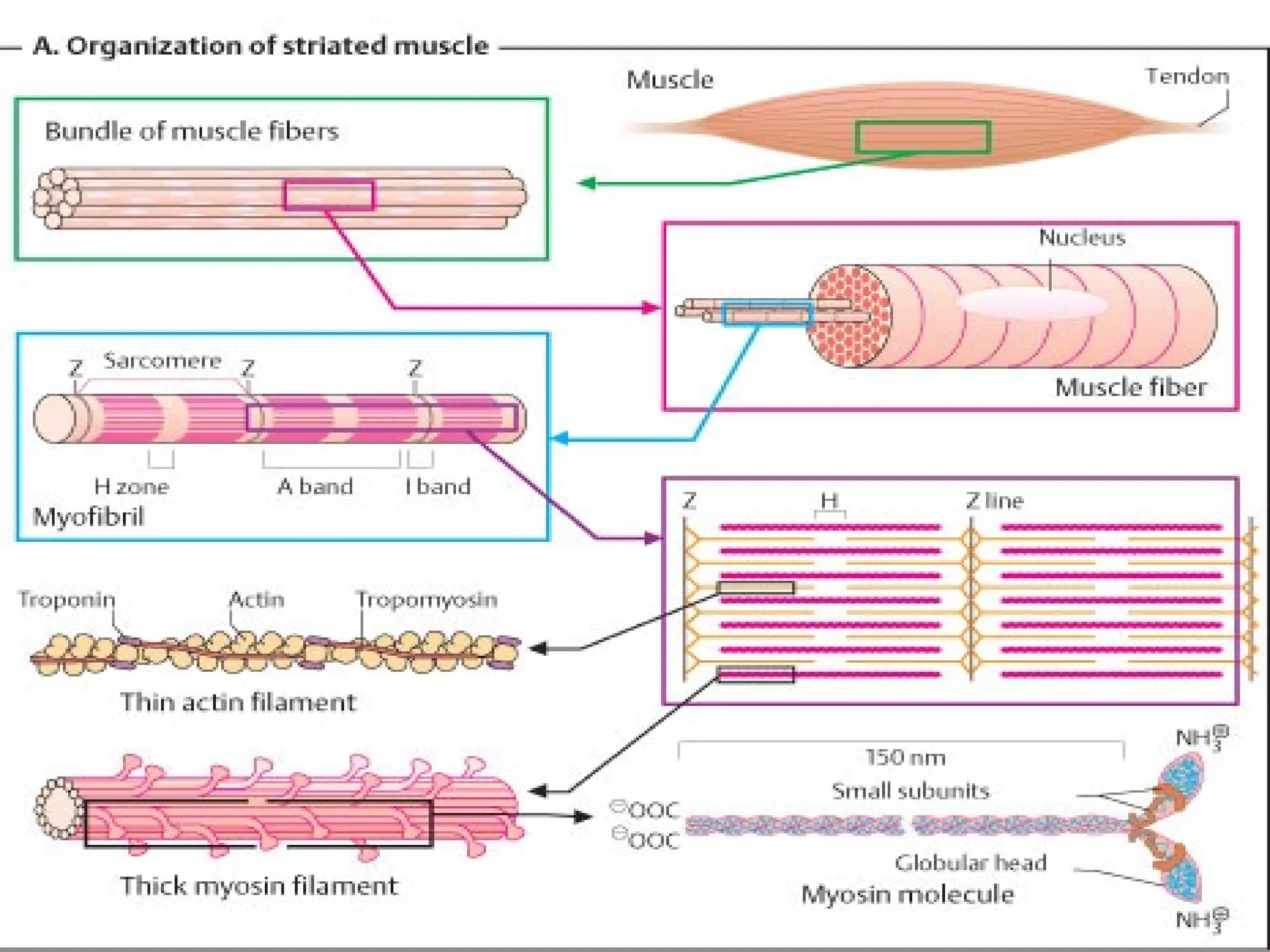 Muscle physiology power point presenation.pptx