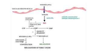 Comprehensive Overview of Muscle Physiology and Nitric Oxide's Role in ...
