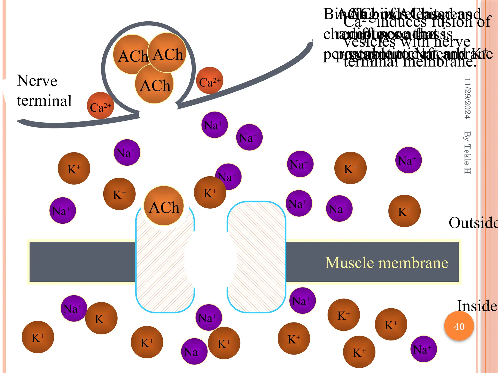 Muscle physiology power point pres-4.pptx