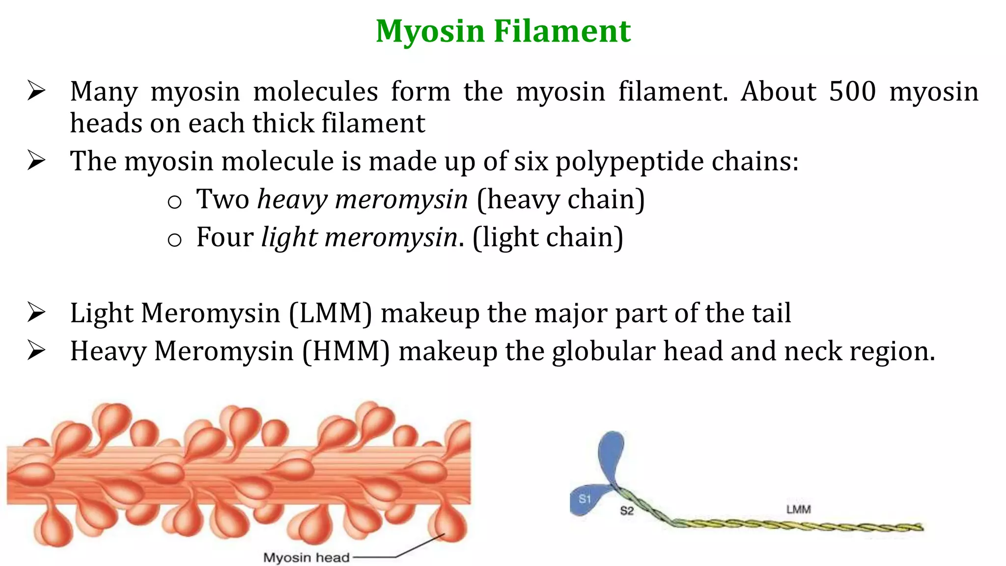 Muscle Physiology - Copy.pptx