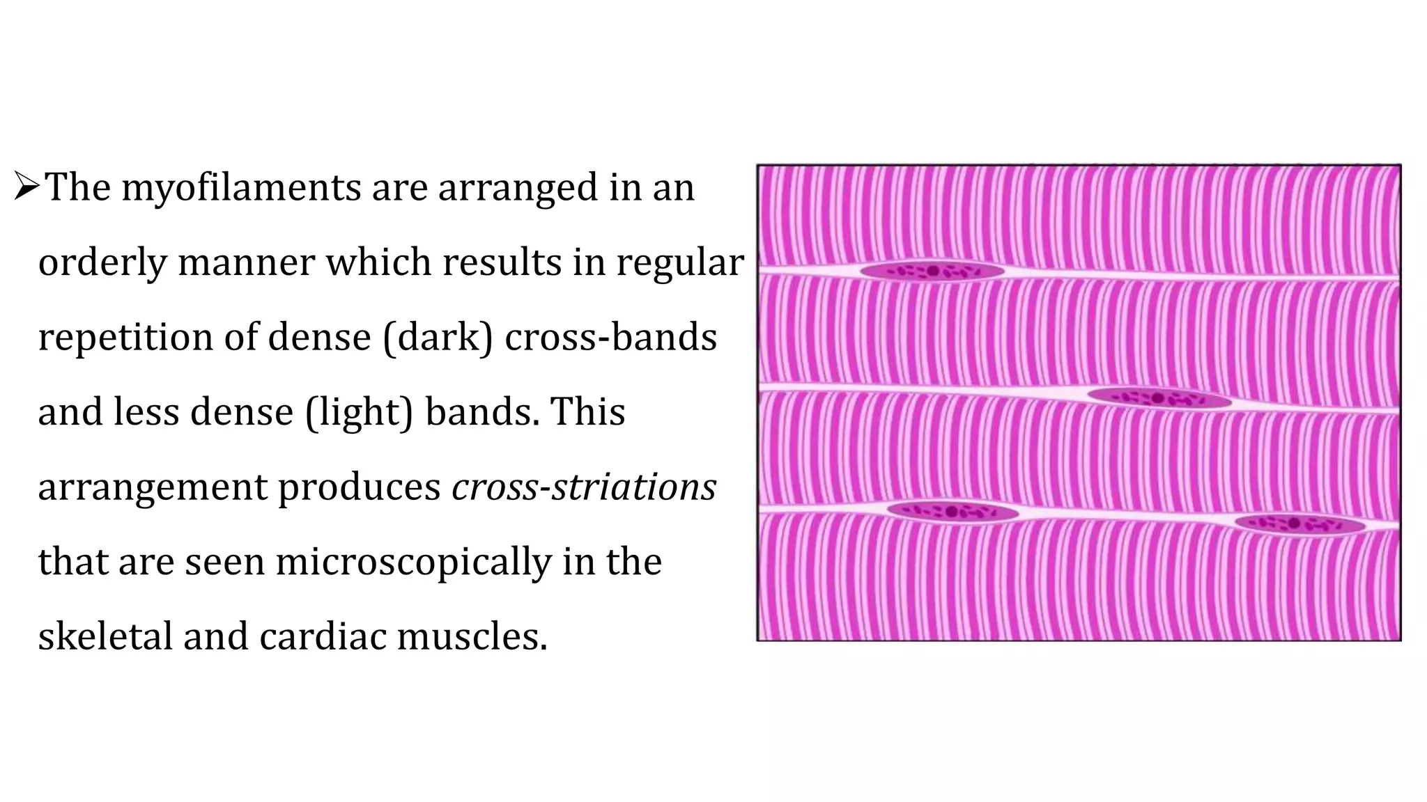 Muscle Physiology - Copy.pptx