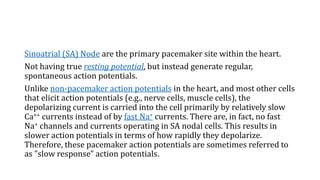 Muscle Physiology - Copy.pptx