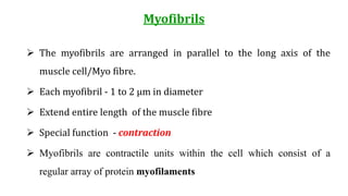 Muscle Physiology - Copy.pptx
