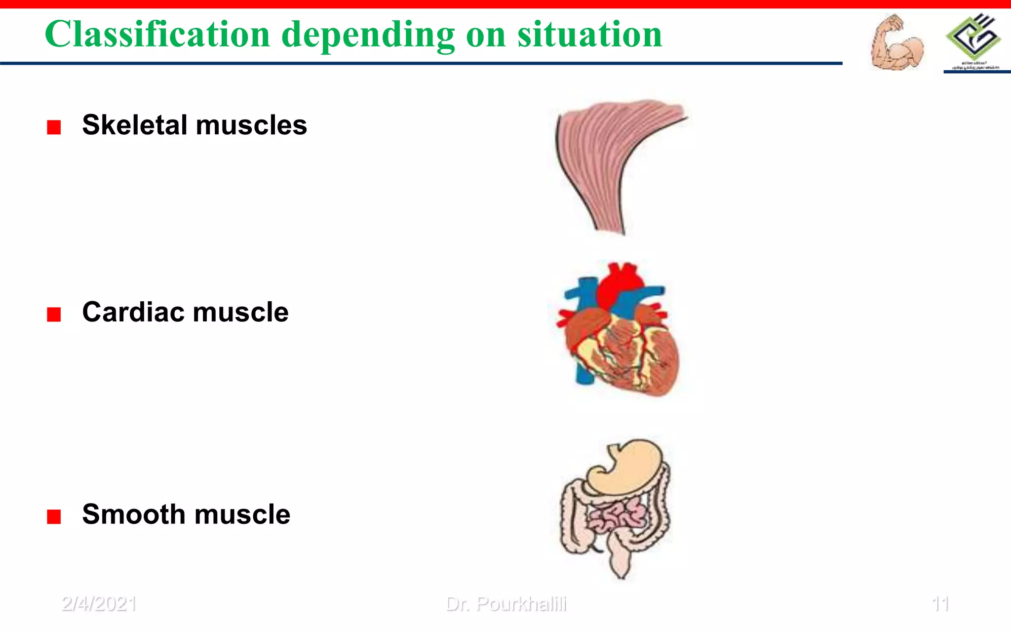 Muscle physiology skeletal muscle | PPT