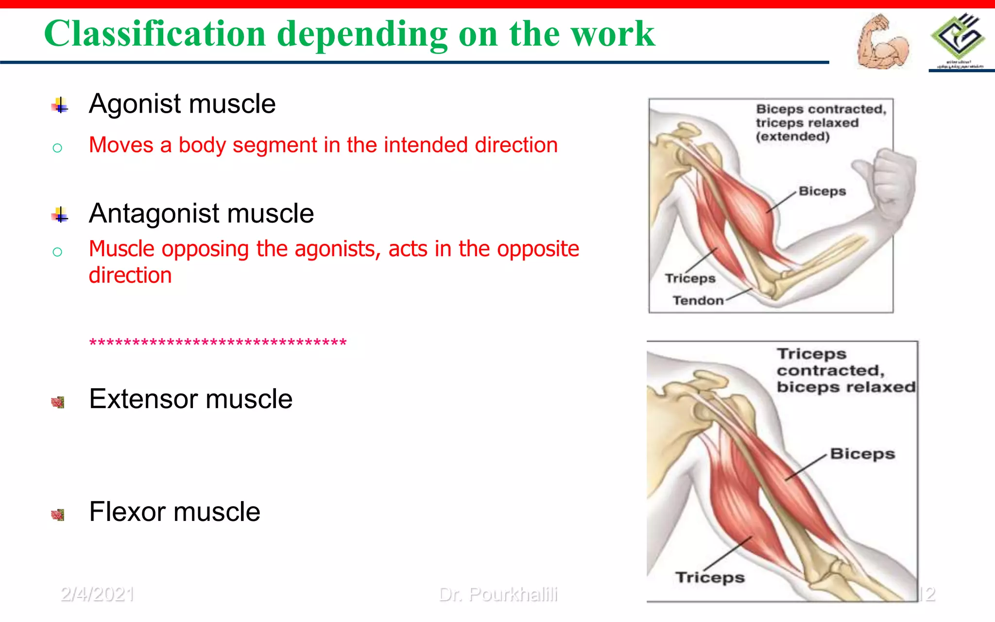 Muscle physiology skeletal muscle | PPT